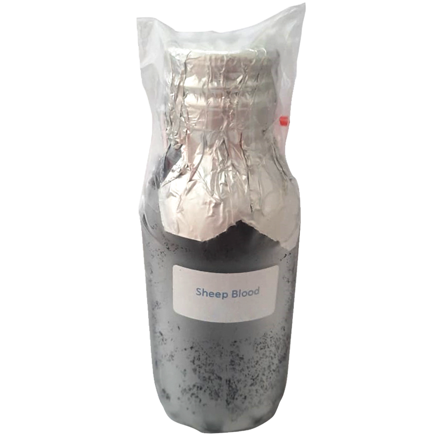 SHEEP BLOOD (DARAH DOMBA) 100CC LABORATORY GRADE | Agarindo Biological ...