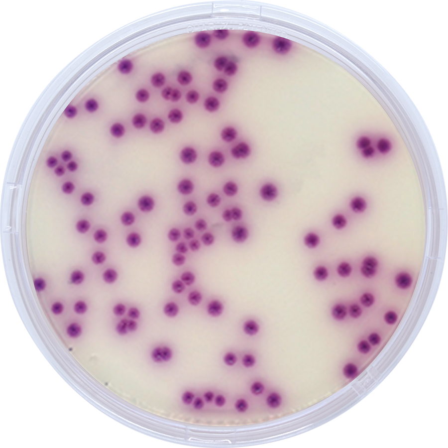 SALMONELLE CHROMOGENIC AGAR | Agarindo Biological Company