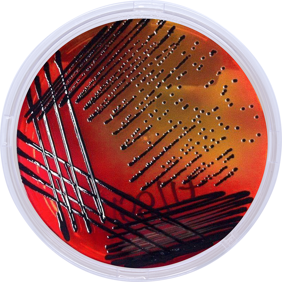 Products | Agarindo Biological Company